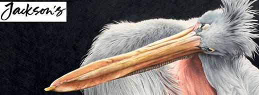 Search Press | Bird Art by Alan Woollett
